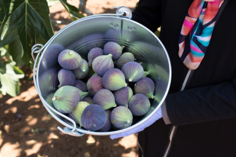 Figs from T H Brown and Son - T H Brown & Son